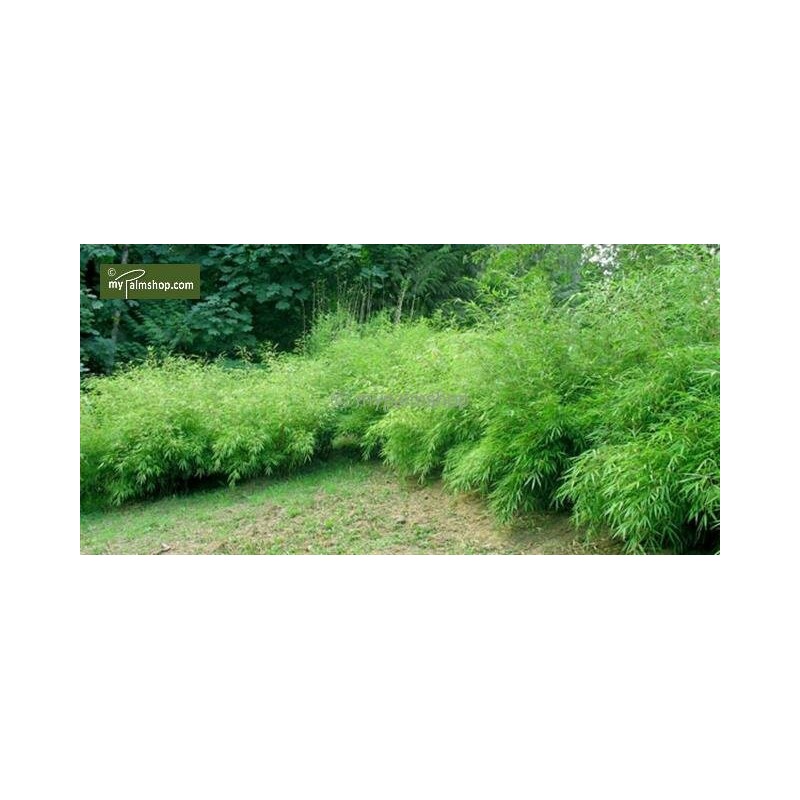 Fargesia rufa - pot 10 ltr